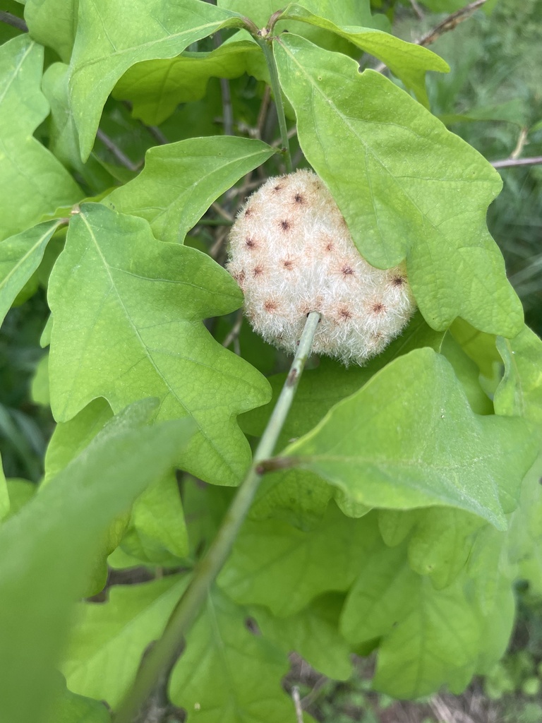 Wool Sower Gall Wasp from Federal School Ln, New Castle, DE, US on May ...