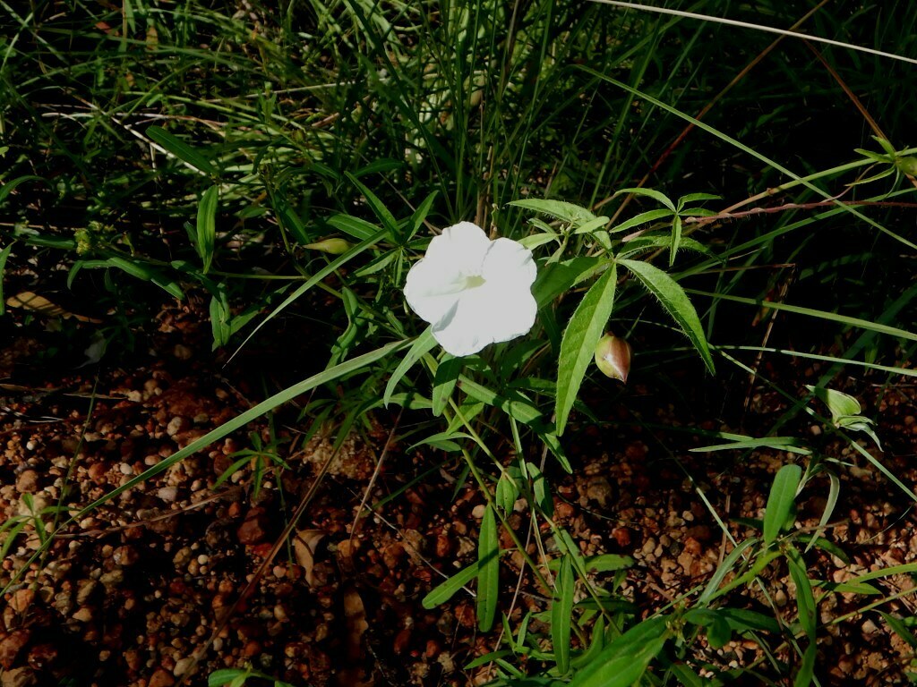 Distimake quinatus from East Arnhem NT 0822, Australia on May 7, 2024 ...