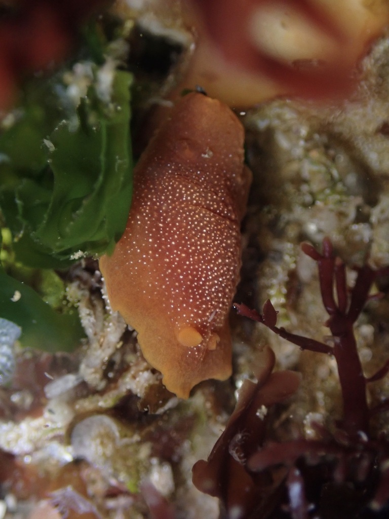 Yellow-gilled Sea Goddess from La Jolla tidepools on May 9, 2024 at 05:35 AM by thetidepooler ...