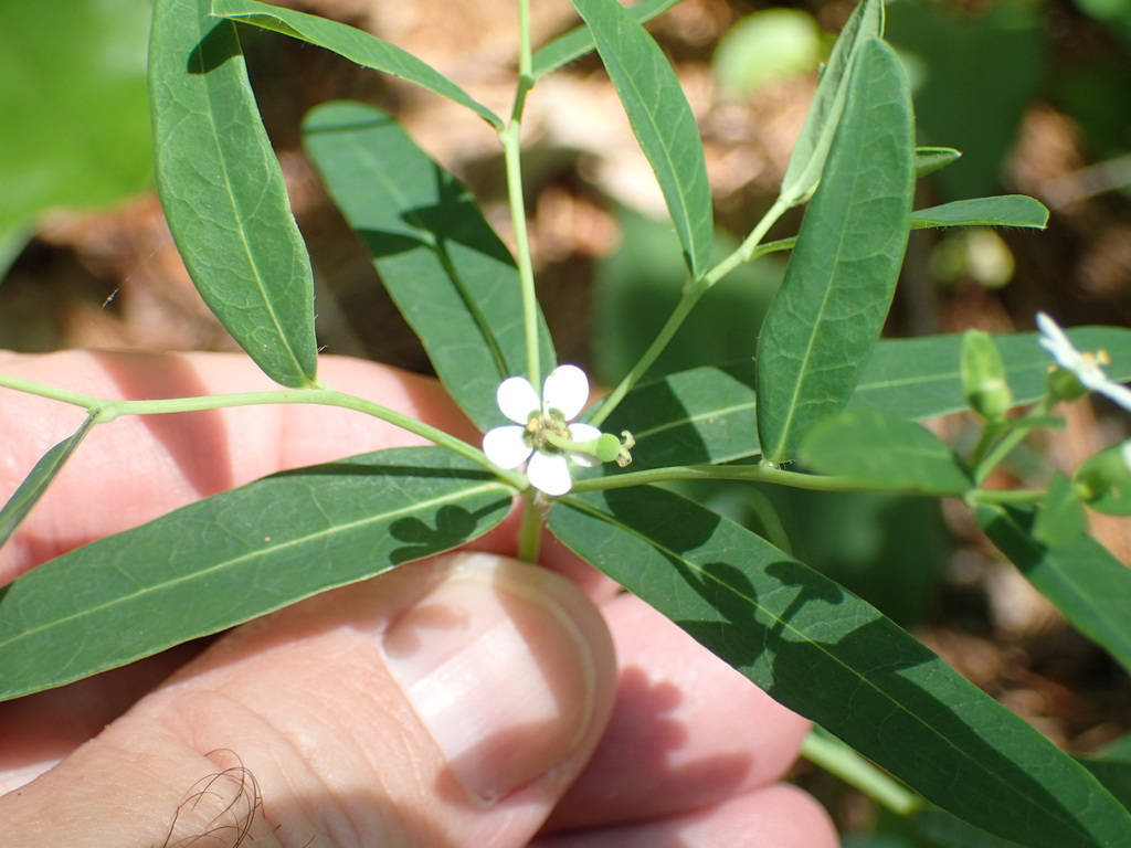 False Flowering Spurge (Euphorbiaceae of Virginia - Plants with Seeds ...