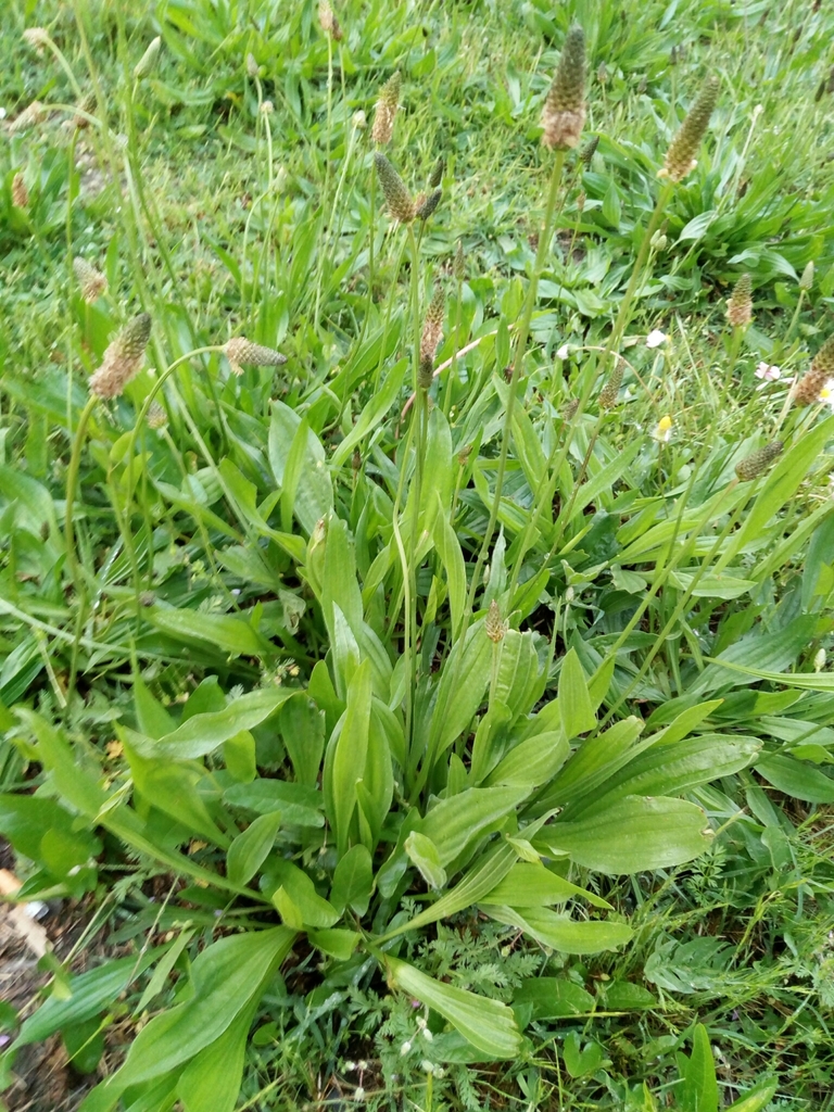 ribwort plantain from Via Eva Ed Adamo, 2, 44124 Ferrara FE, Italia on ...