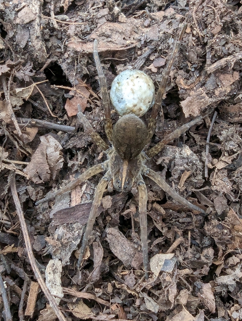 Wetland Giant Wolf Spider from Columbia City, IN 46725, USA on May 9 ...
