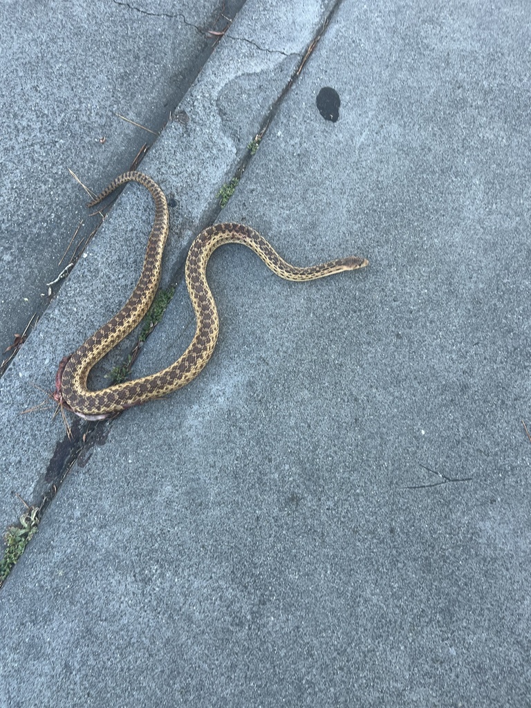 Pacific Gopher Snake from Vallecito Elementary School, San Rafael, CA ...