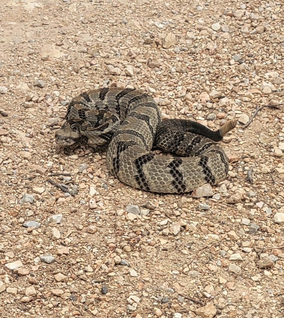 Timber Rattlesnake from Big Flat, AR 72617, USA on April 15, 2024 at 05 ...