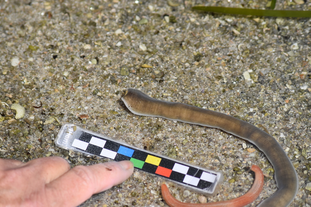 Sandy Shore Proboscis-worms from Finistère, Bretagne, FR on May 9, 2024 ...