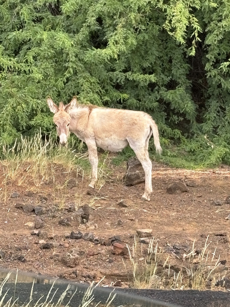 Donkey from Ascension, St. Helena, SH on April 23, 2024 at 07:26 PM by ...