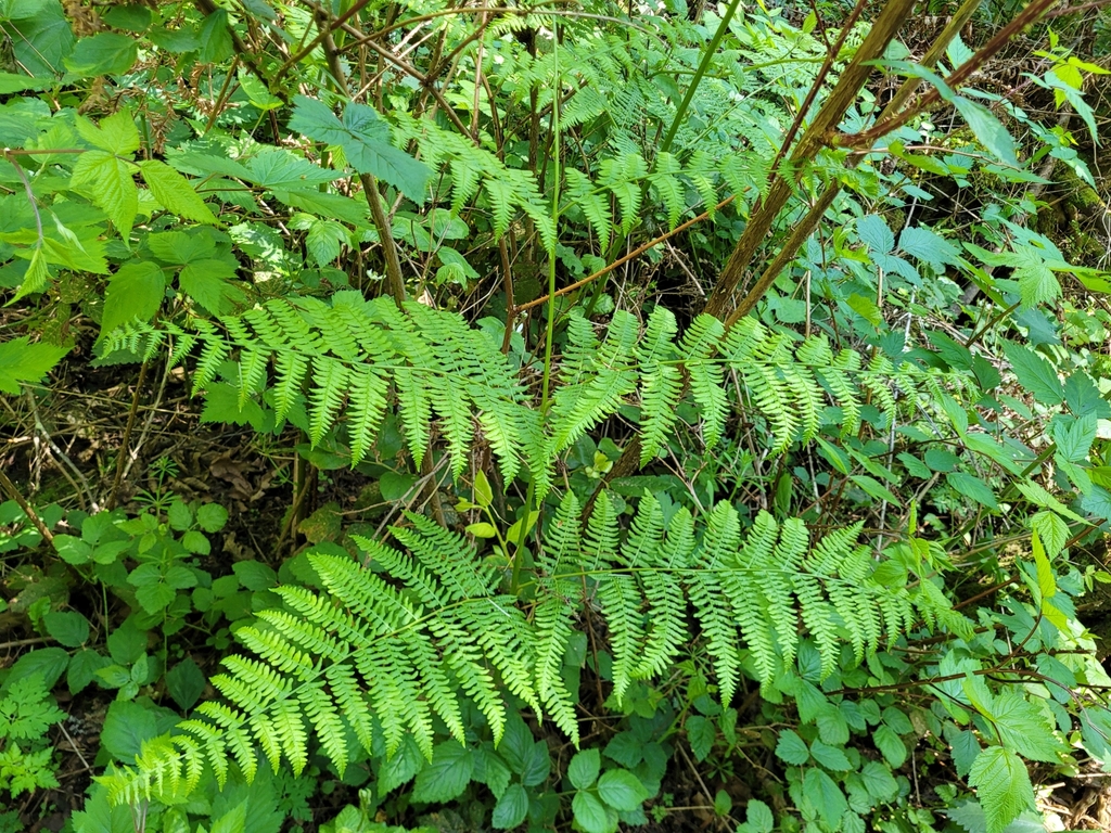 common bracken from Edmonds, WA 98026, USA on May 8, 2024 at 01:27 PM ...