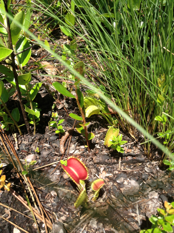 Venus flytrap in June 2013 by harlyn · iNaturalist