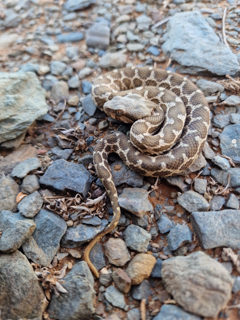 Moorish Viper in May 2024 by irene_vertua · iNaturalist