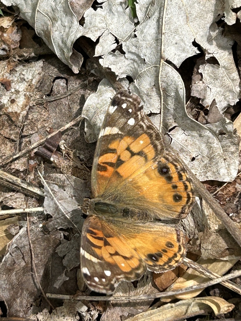 American Lady from Lenoir Preserve, Yonkers, NY, US on May 9, 2024 at ...