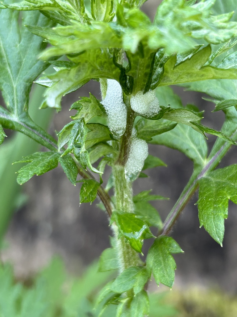 Spittlebugs and Froghoppers from Lenoir Preserve, Yonkers, NY, US on ...