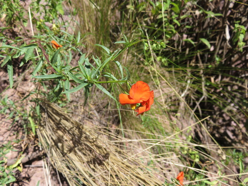 Alonsoa auriculata · iNaturalist