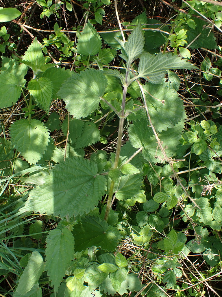 great stinging nettle from Hampshire, UK on May 9, 2024 at 12:09 PM by ...