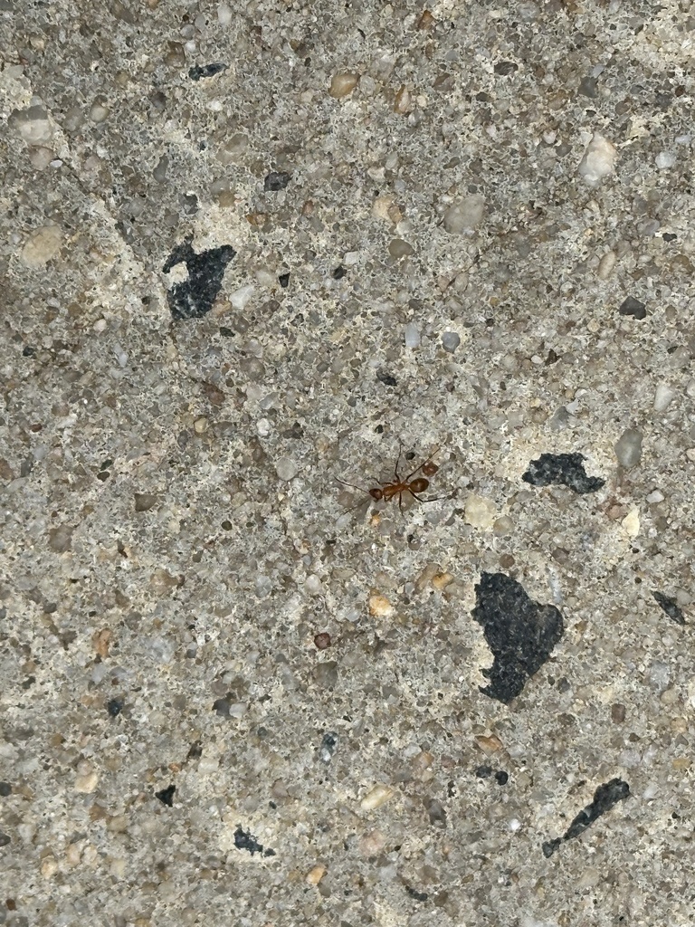 pallidefulva-group Field Ants from Rutgers Preparatory School, Somerset ...