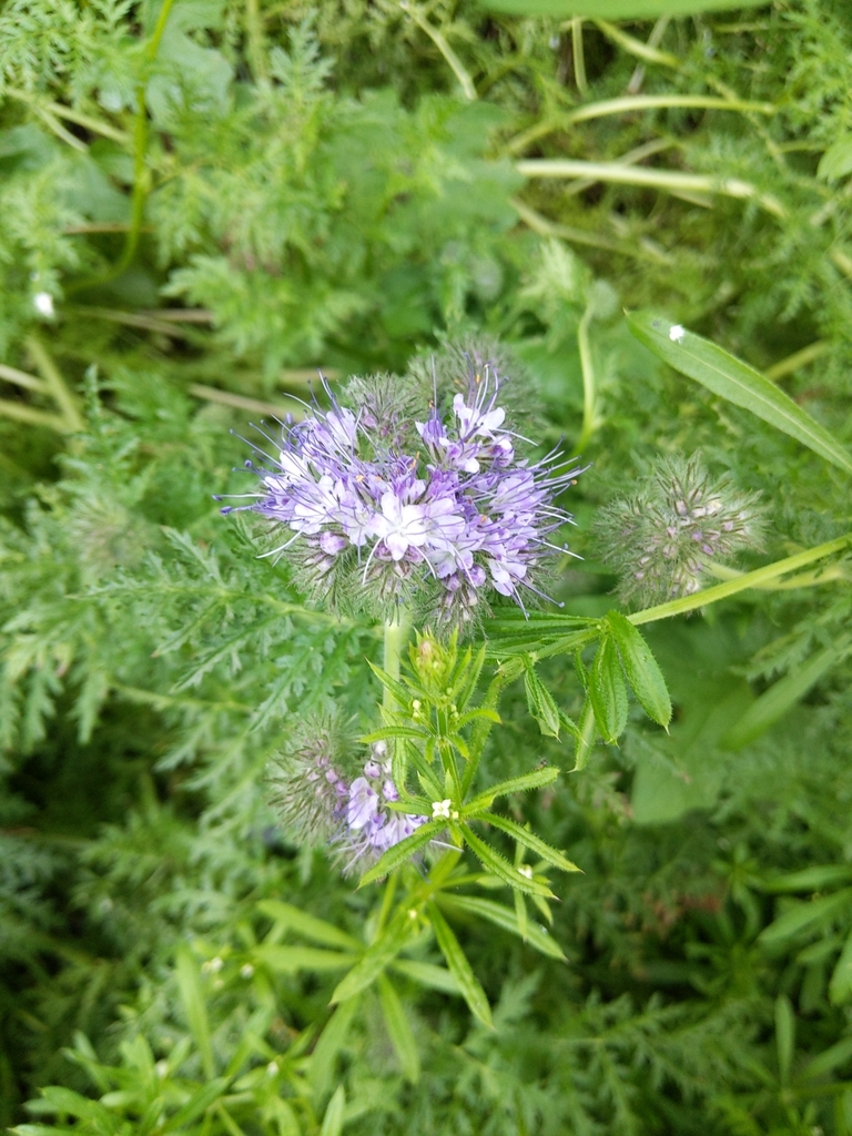 Lacy phacelia from 92800 Puteaux, France on May 9, 2024 at 05:36 PM by ...