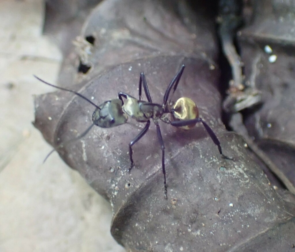 Shimmering Golden Sugar ant from Provincia de Puntarenas, Puerto Jiménez, Costa Rica on April 13 ...