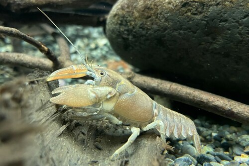 Japanese Crayfish (Cambaroides japonicus) · iNaturalist United Kingdom