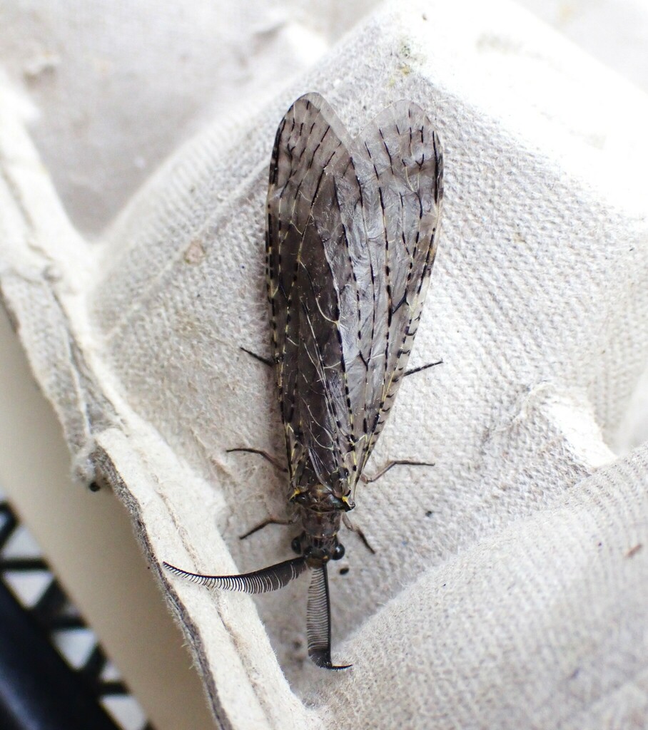 Spring Fishfly from Tompkins County, NY, USA on May 9, 2024 at 09:08 AM ...