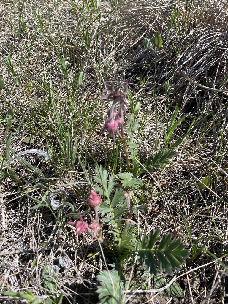 prairie smoke from 17th Ave S, Glyndon, MN, US on May 9, 2024 at 11:06 ...