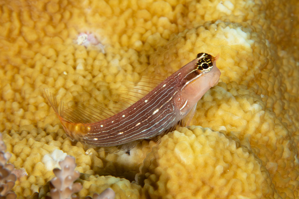 Pictus blenny (Ecsenius pictus) - Marine Life Identification