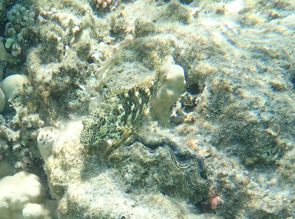 Red Sea Stocky Hawkfish from Kilo 92 El Quseir، 9PH9+G7W, Halayeb We ...