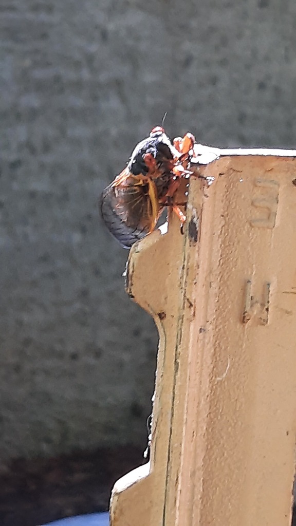 Periodical Cicadas from Camden County, MO, USA on May 9, 2024 at 11:34 ...