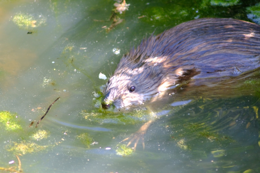 Muskrat from Shawnee, KS 66219, USA on April 30, 2024 at 04:20 PM by ...