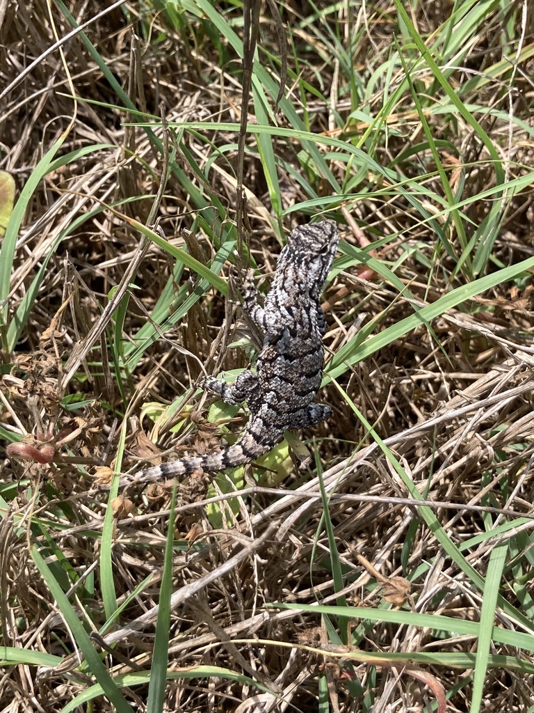 Eastern Fence Lizard from McDonald Church Rd, Hoffman, NC, US on May 9 ...
