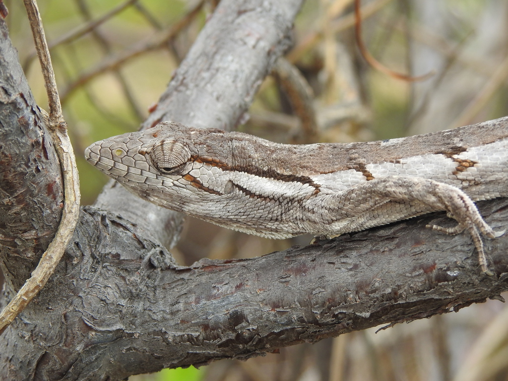 Brazilian Monkey Lizard from Petrolina - PE, Brasil on December 20 ...
