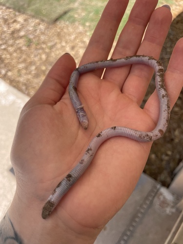 Florida Worm Lizard (Rhineura floridana) - Snakes and Lizards
