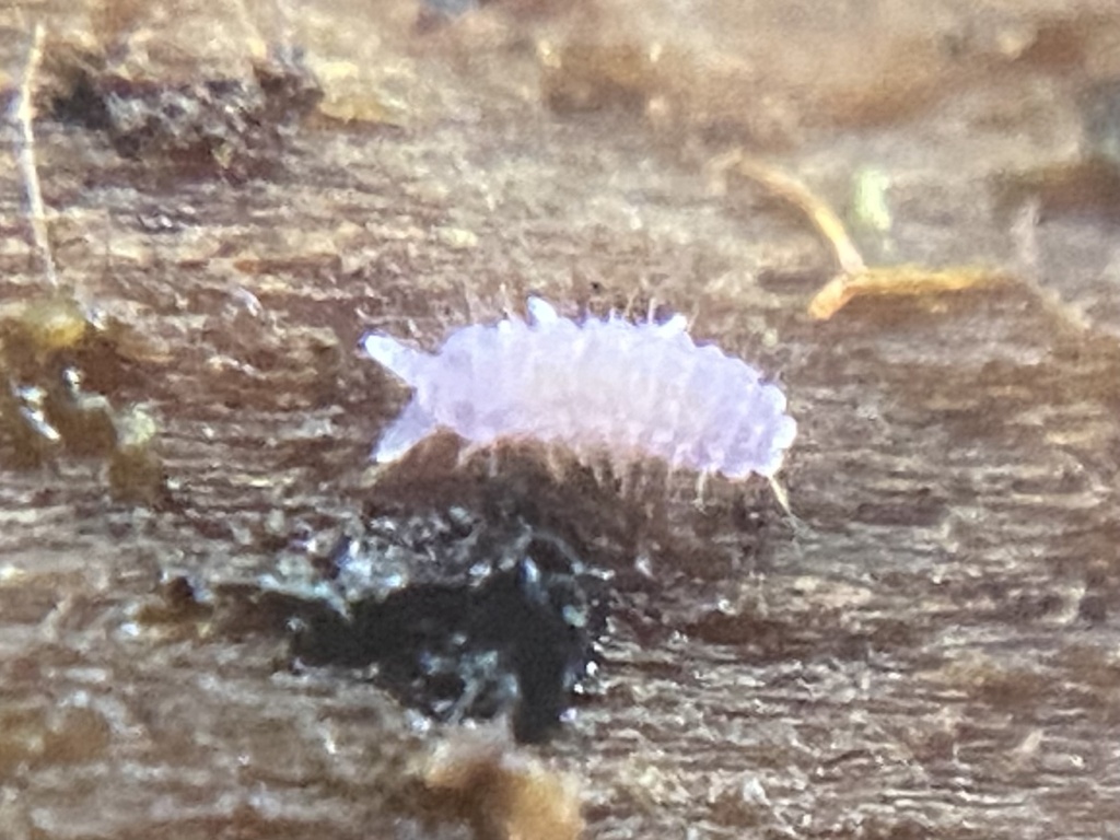 Moss Springtail from Queen's Lane, Oxford, England, GB on May 9, 2024 ...