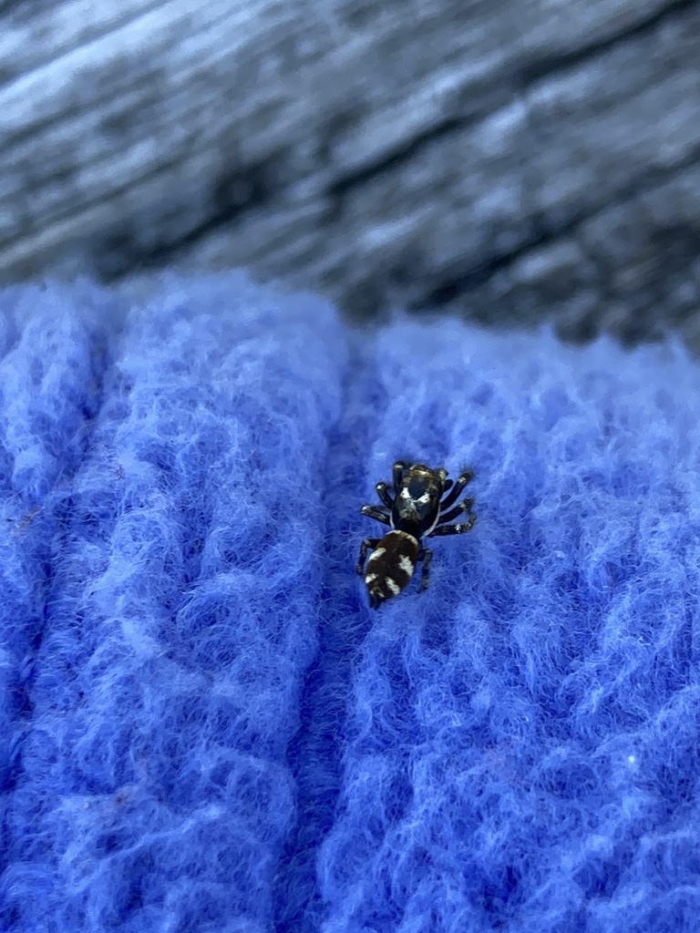 Zebra Jumping Spider from High Quadra, Saanich, BC, CA on May 9, 2024 ...