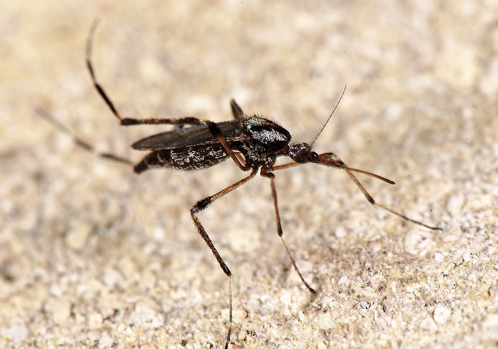 Gallinipper from Canyon Lake, TX, USA on May 8, 2024 at 10:08 PM by ...