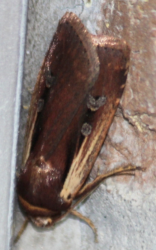 Flame-shouldered Dart from Tweed, ON, Canada on May 9, 2024 at 06:02 AM ...