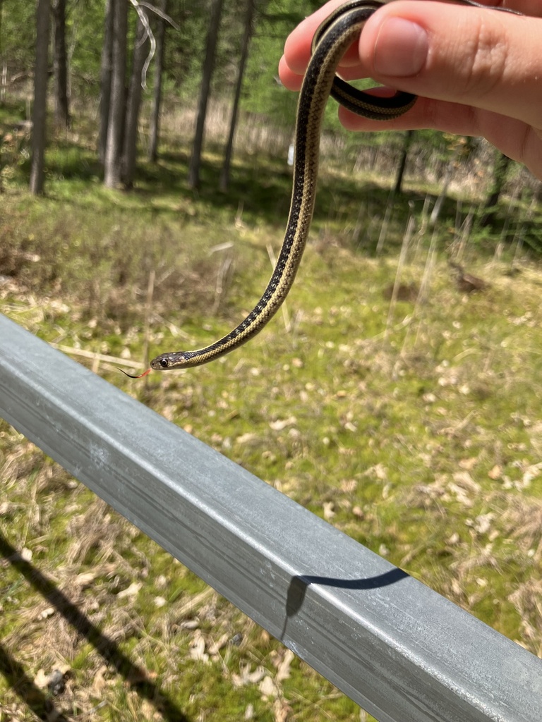 Common Garter Snake from Theodore Wirth Regional Park, Minneapolis, MN ...