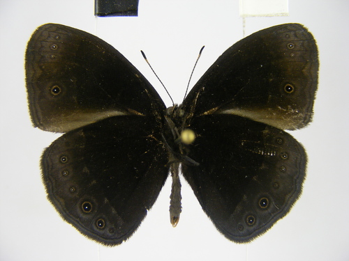 Smith’s Bush Brown (Bicyclus smithi) · iNaturalist United Kingdom