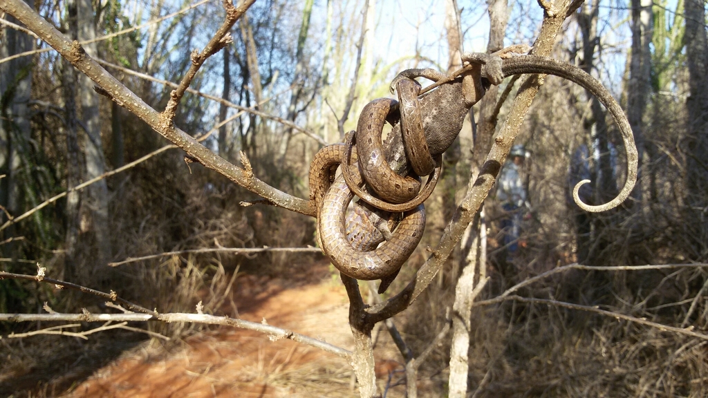 Pencil Snake in October 2015 by dennis-mada · iNaturalist