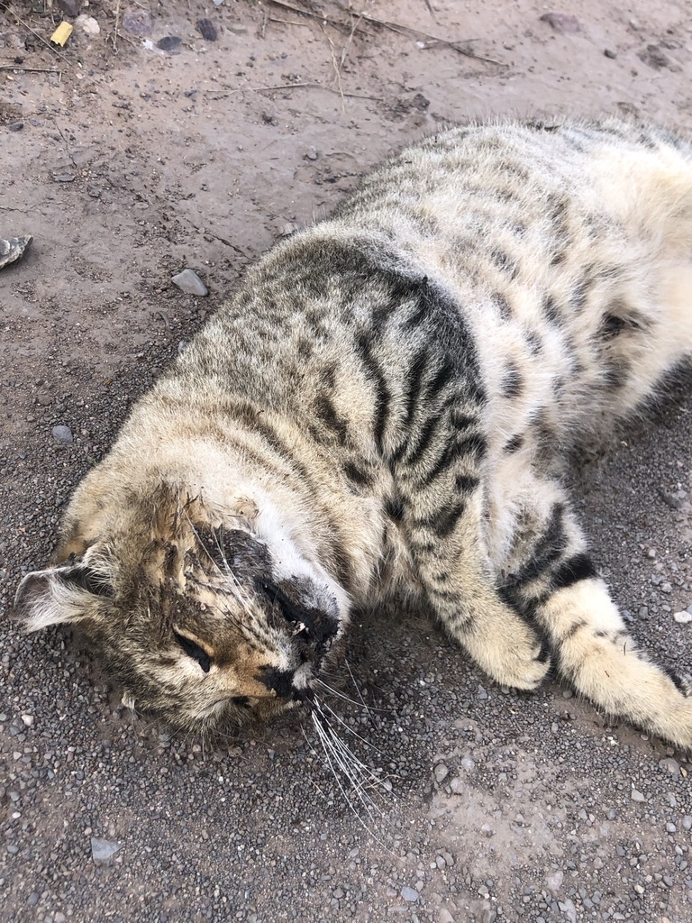 Domestic Cat from Maimara, Jujuy, Argentina on May 3, 2024 at 09:17 AM ...