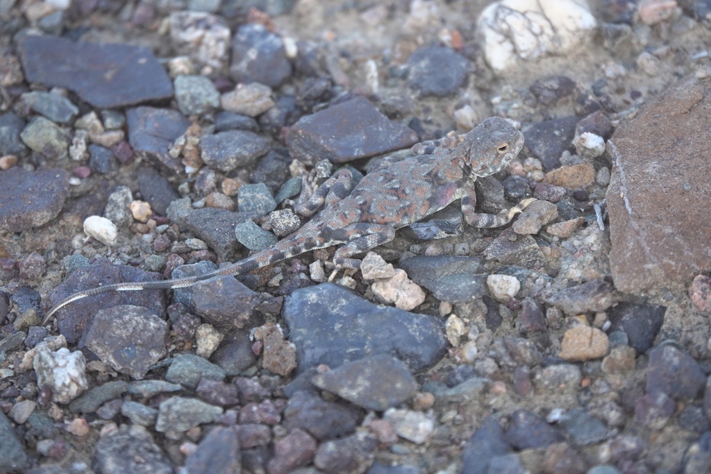 Phrynocephalus guttatus alpherakii from Uygur District, Kazakhstan on ...