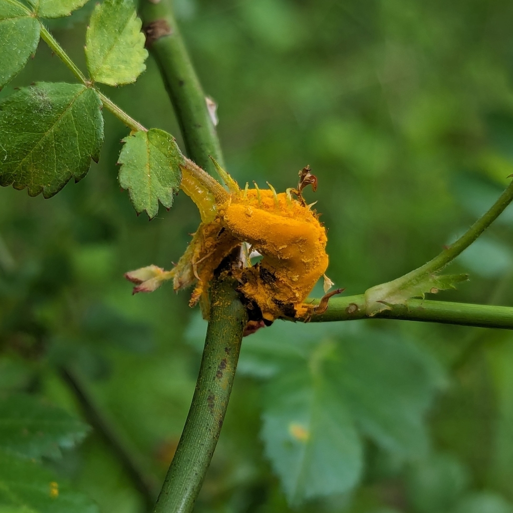 Multiflora rose rust from Chatham, NJ 07928, USA on May 9, 2024 at 02: ...