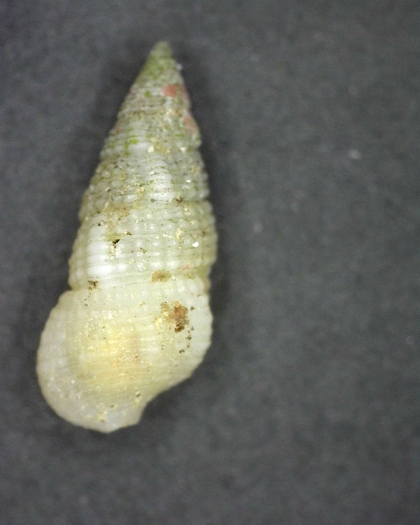 Cerith Snails from Hawaiʻi, Kailua Kona, HI, US on May 8, 2024 at 10:41 AM by Phil Liff-Grieff ...