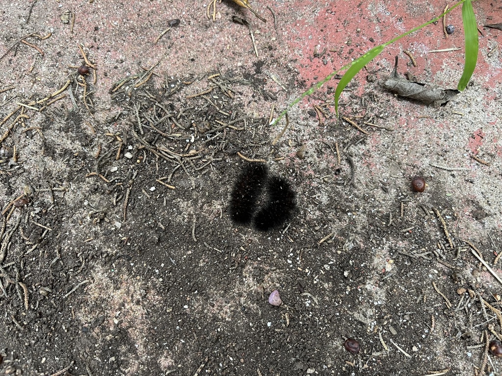 Painted Tiger Moth in May 2024 by mjshoemaker · iNaturalist
