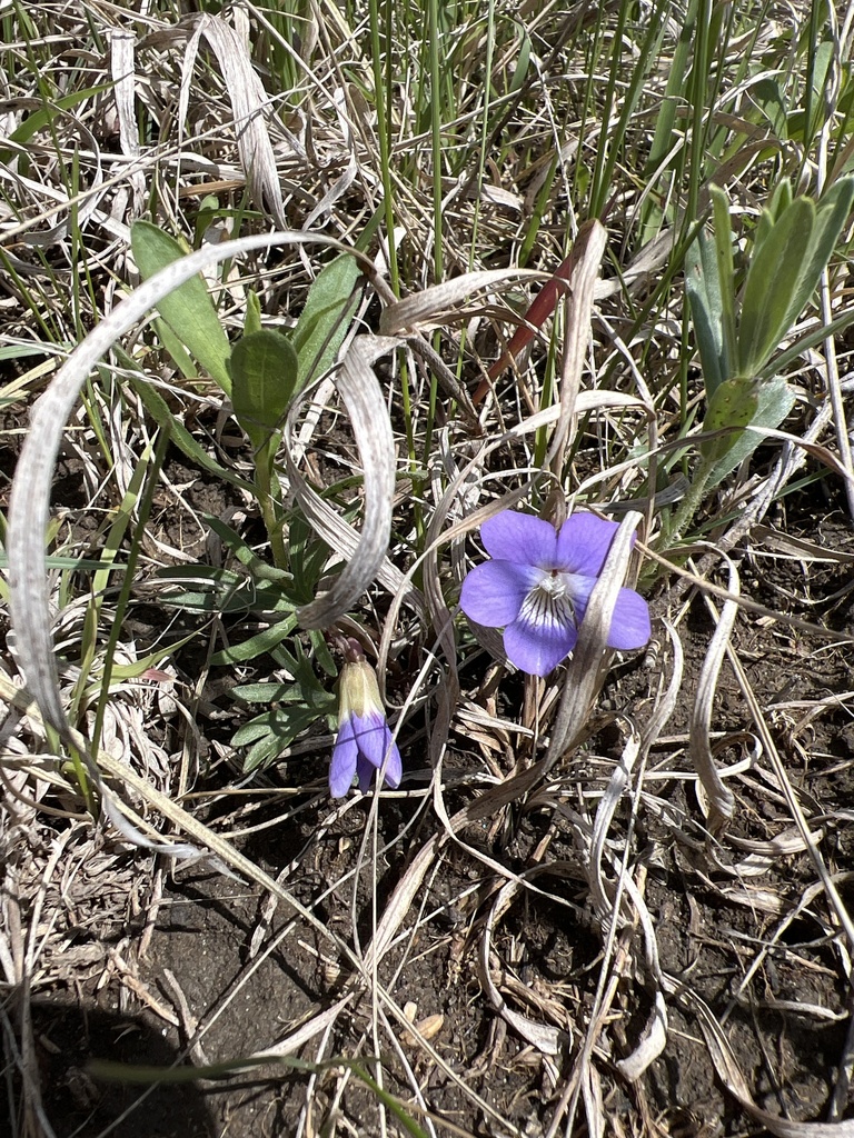 Prairie Violet from Ivanhoe, MN, US on May 9, 2024 at 01:54 PM by ...