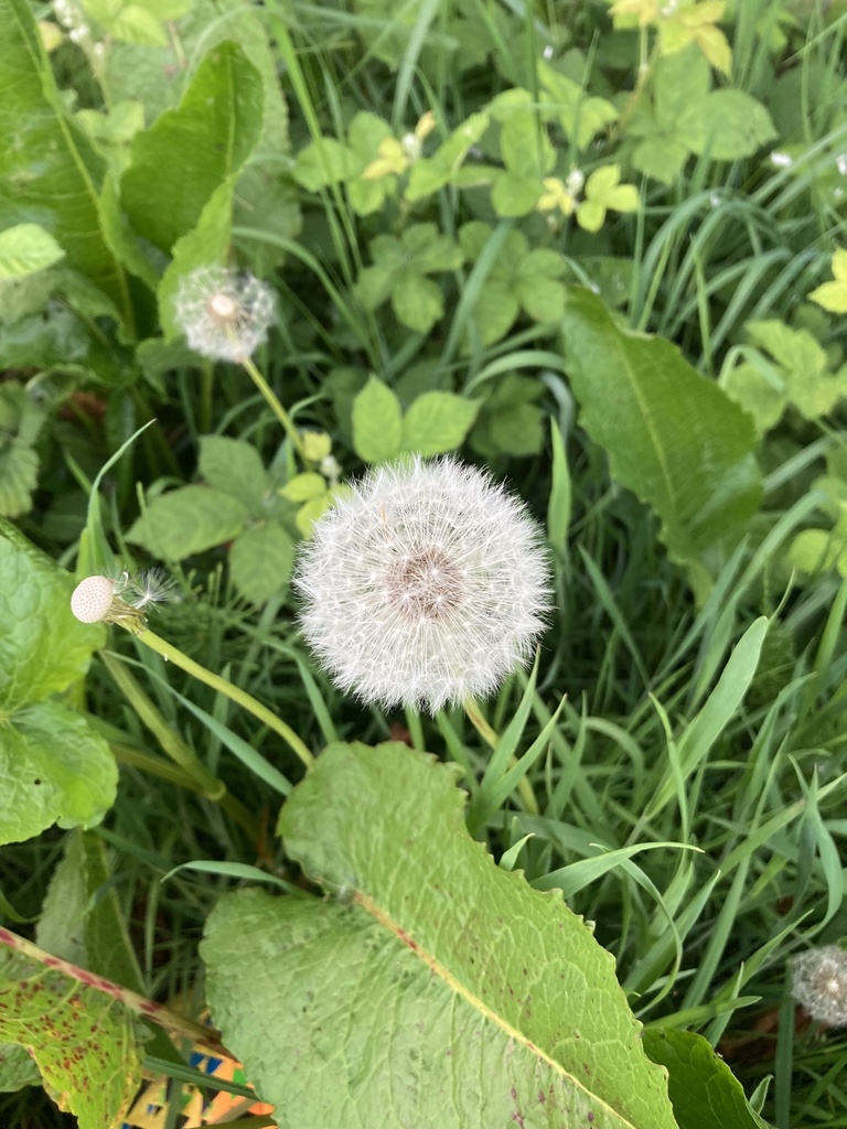 common dandelion from Wilbraham Road, Manchester, England, GB on May 9 ...