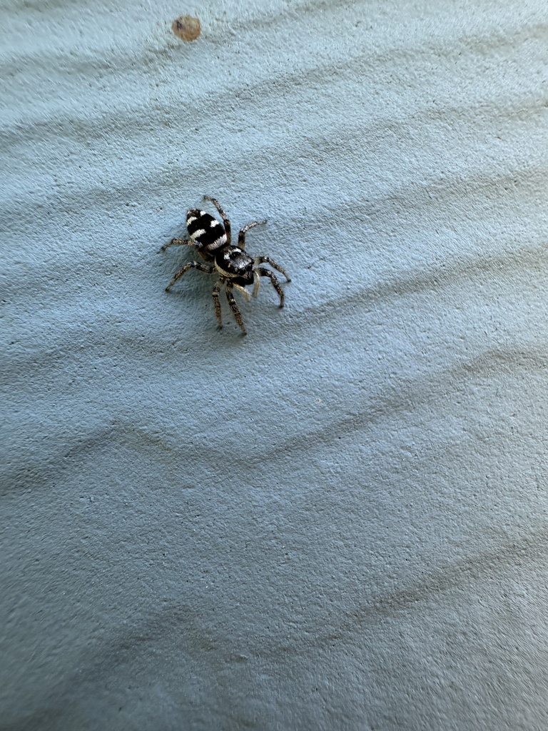 Zebra Jumping Spider from Parkridge Dr, Port Townsend, WA, US on May 9 ...
