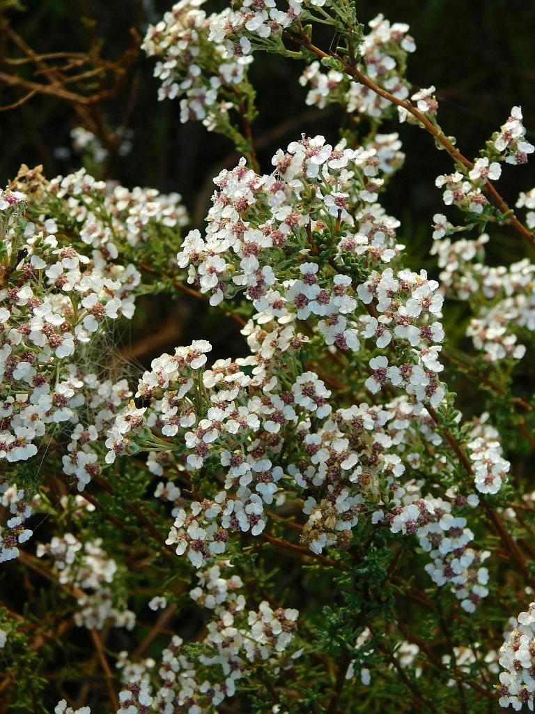 Cape Snow Bush from Buffaloridge Genadendal, 7234, South Africa on May ...