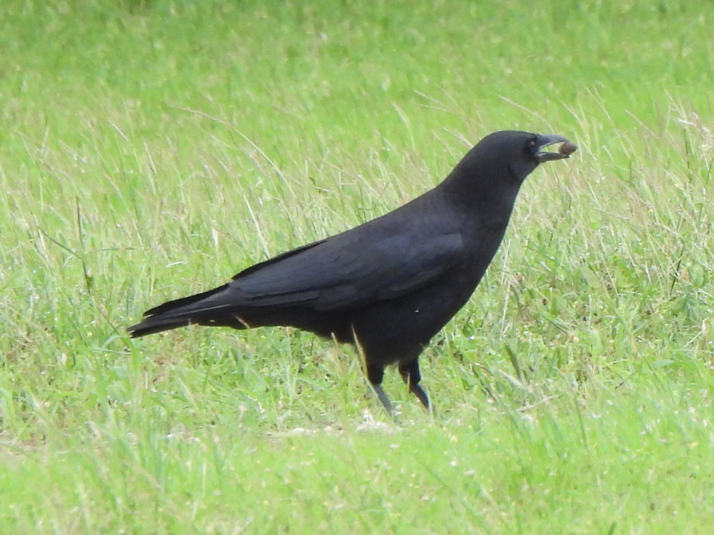 American Crow from Dallas, TX, USA on May 9, 2024 at 09:41 AM by Sam ...