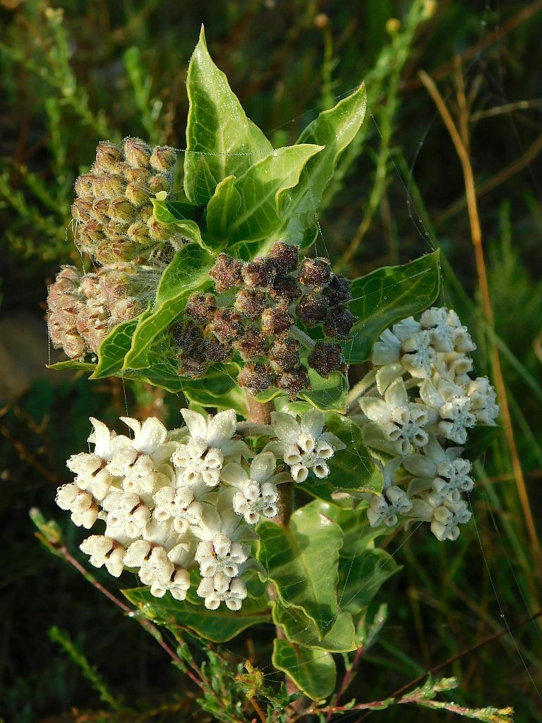 wild cotton from Buffaloridge Genadendal, 7234, South Africa on May 9 ...