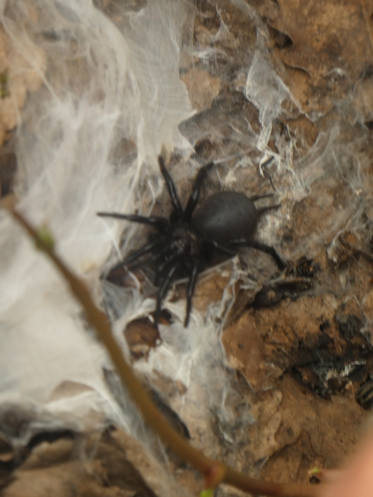 Gibraltar Funnel-web Spider from Cádiz, España on May 9, 2024 at 11:03 ...