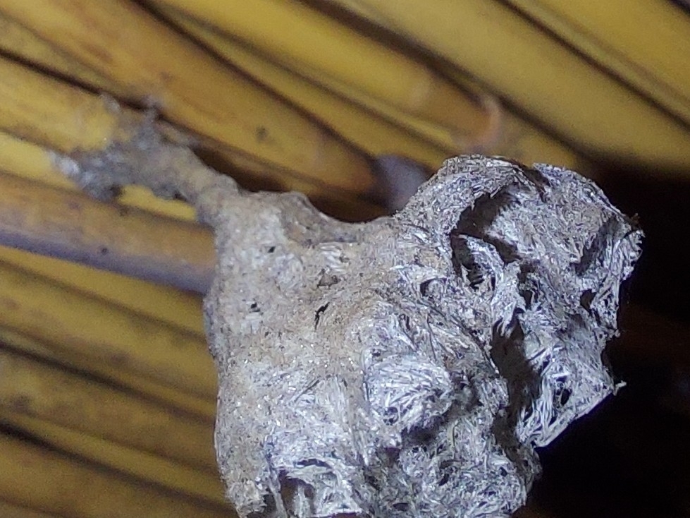 Paper Wasps from Klein Windhoek, Windhoek, Namibia on May 6, 2024 at 04 ...